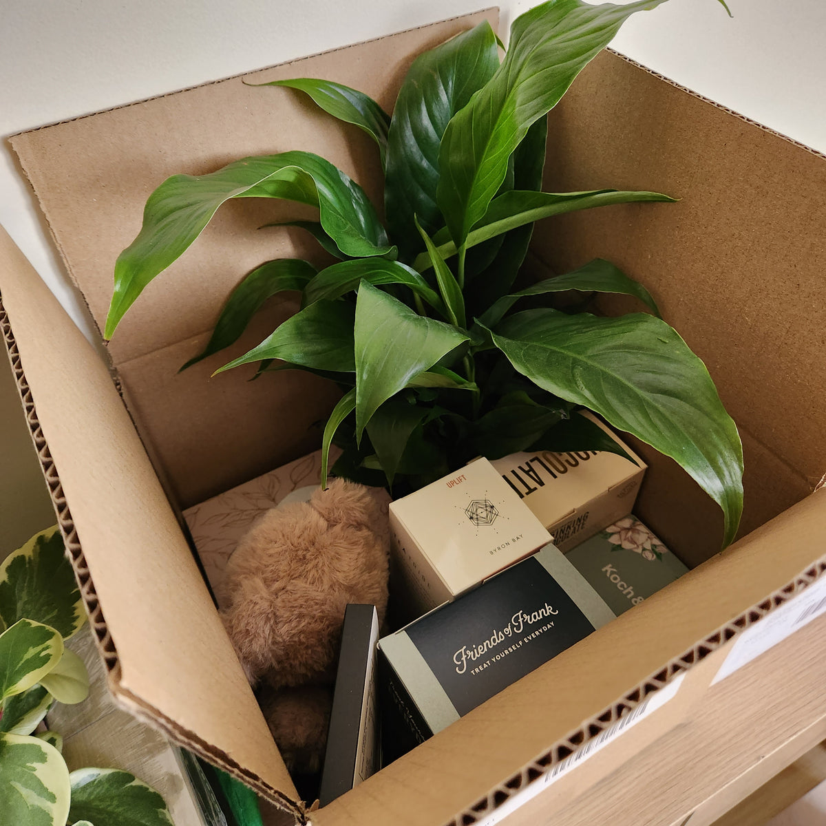 Discover the Gift of Green: A Guide to Thoughtful Plant Gifting ...