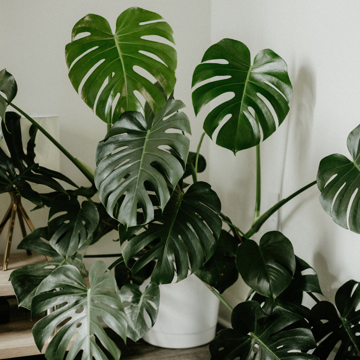 10 Best Large Indoor Plants for The Home – Cheeky Plant Co.