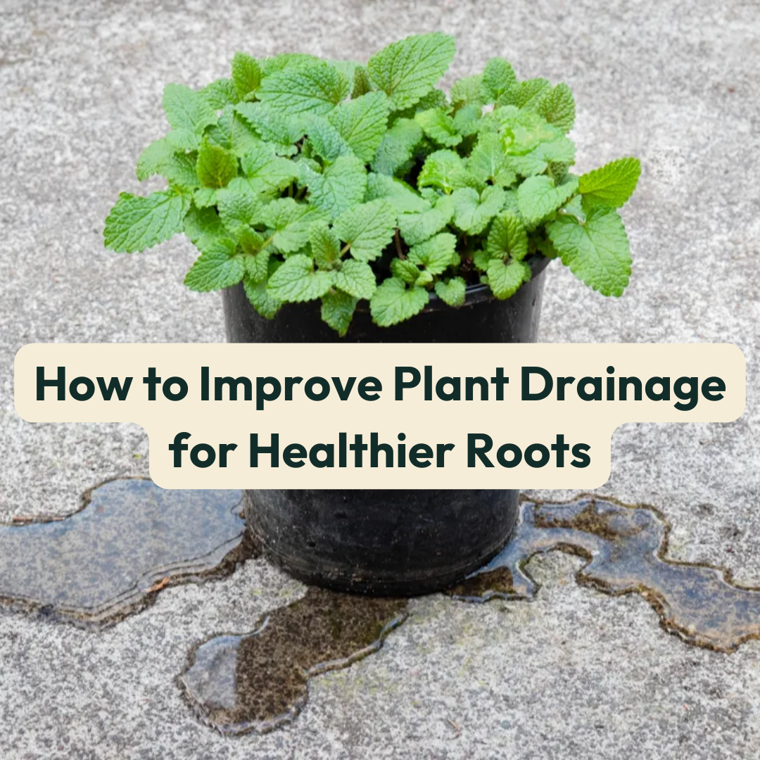 How to Improve Plant Drainage for Healthier Roots – Cheeky Plant Co.