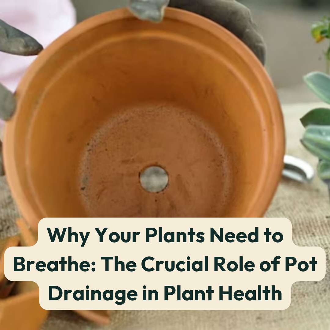 Why Your Plants Need to Breathe: The Crucial Role of Pot Drainage in P ...