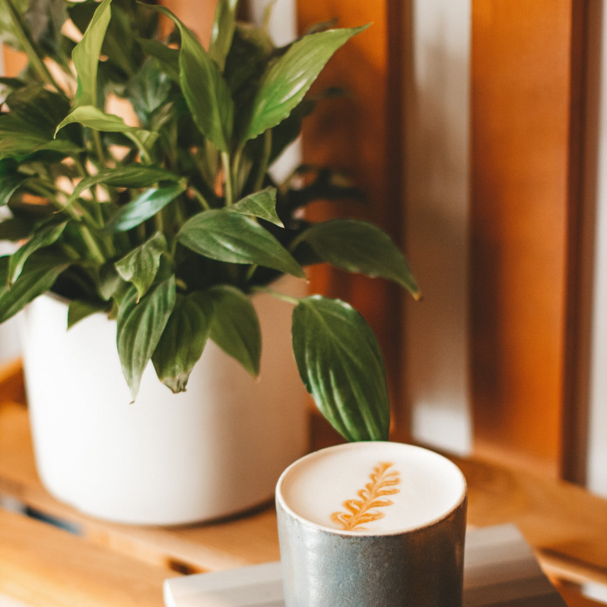 6 Tips for Looking After Your Indoor Plants Well – Cheeky Plant Co.