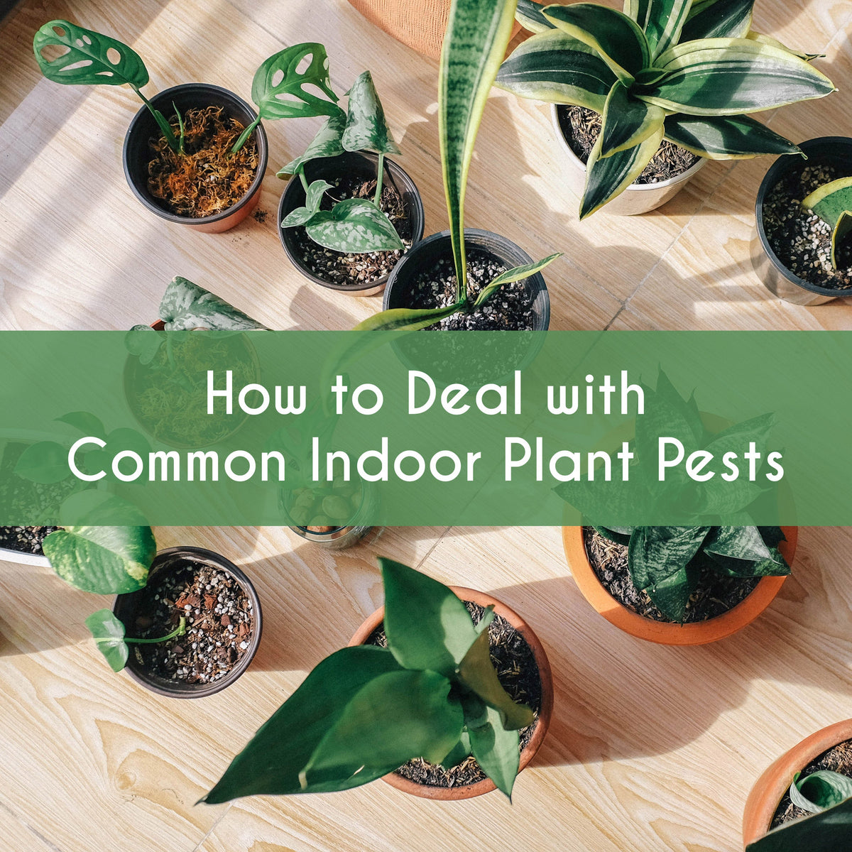 How to Deal with Common Indoor Plant Pests – Cheeky Plant Co.