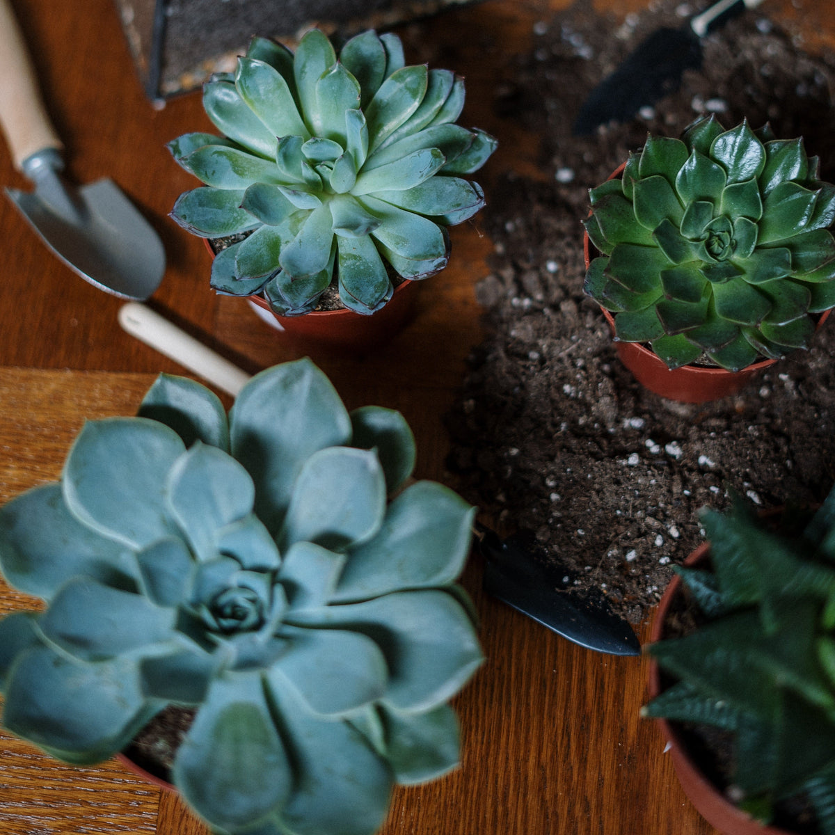 How To Grow Succulents from Cuttings – Cheeky Plant Co.
