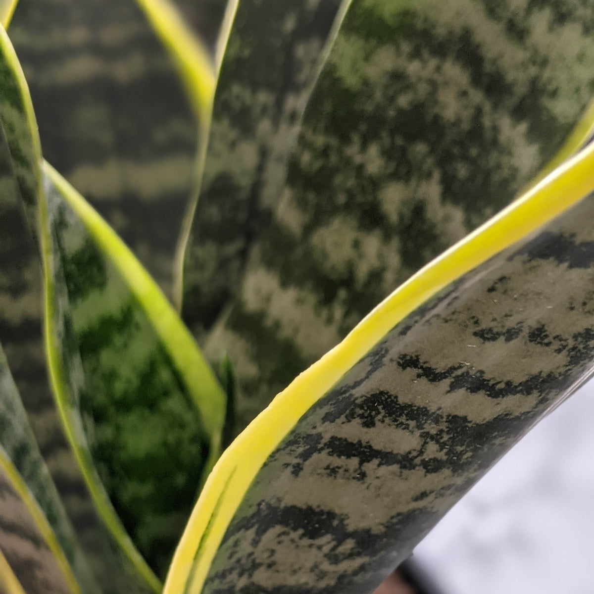 Top 5 Plants Every Plant Daddy Needs – Cheeky Plant Co.