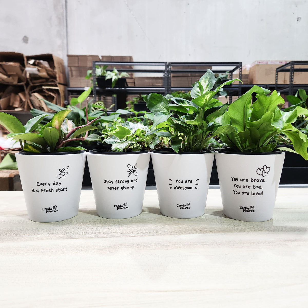 Positive Pots Four Pack - Cheeky Plant Co. Pots - 11cmD x 11cmH - Inte
